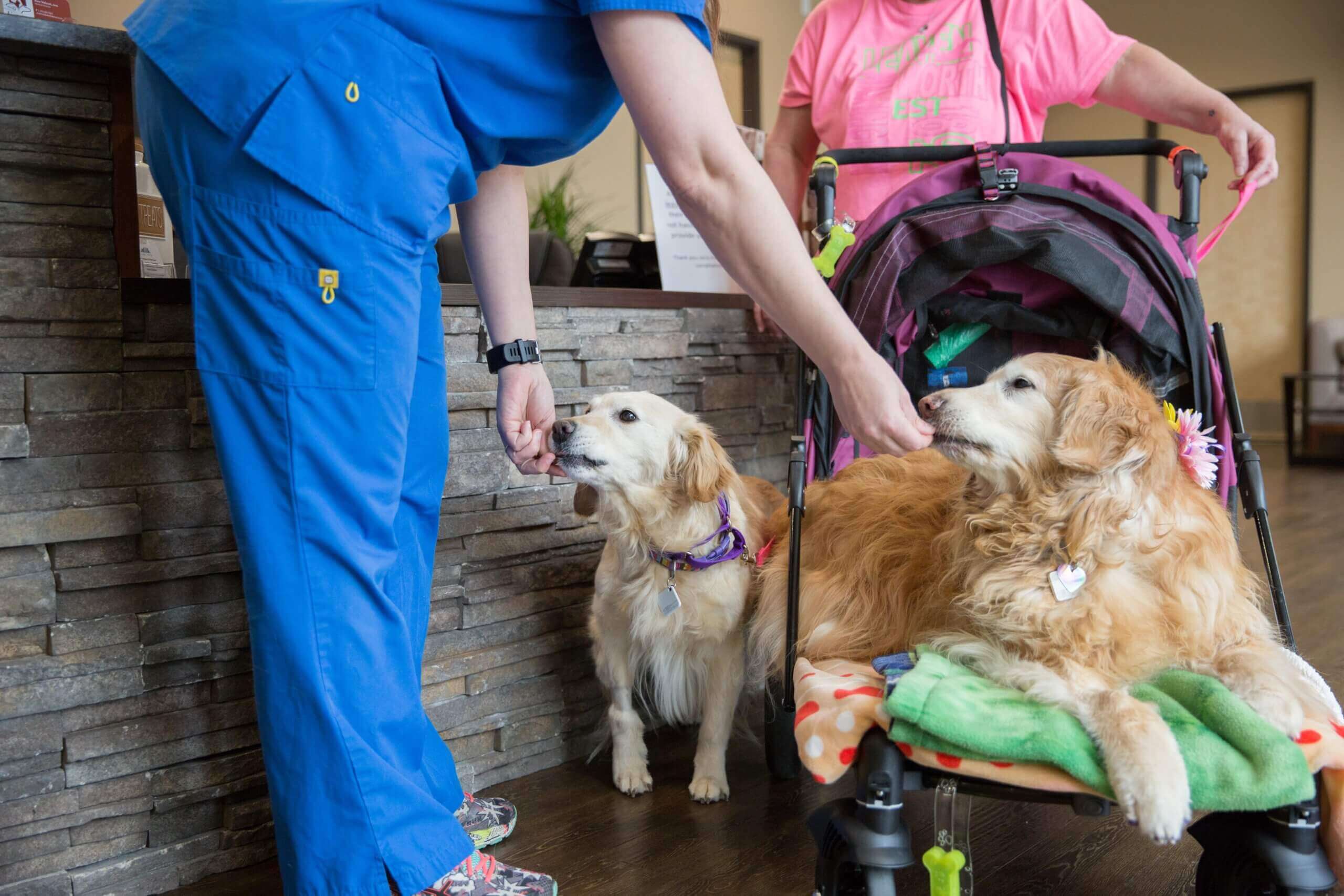 Three Signs Your Dog Is Not Getting Enough Exercise - Animal Hospital ...